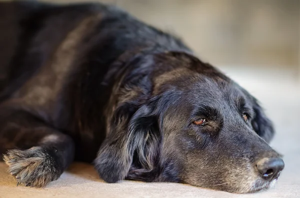 After loss and separation, senior dog Tyler finally finds safety