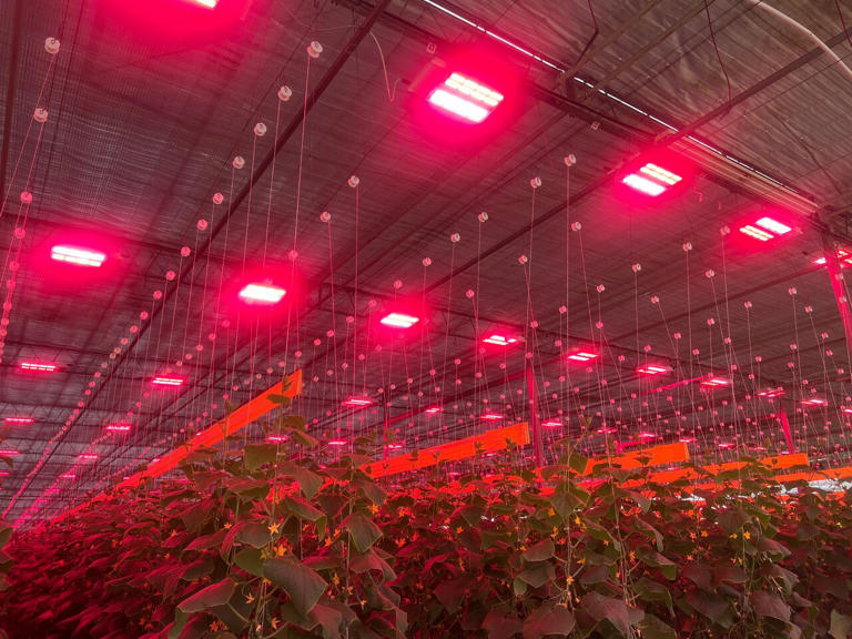 The hot pink glow seen from space: Why these Ontario greenhouse lights ...