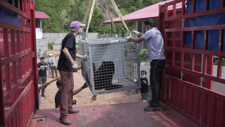After years in tiny cages, 27 moon bears in Laos finally taste freedom