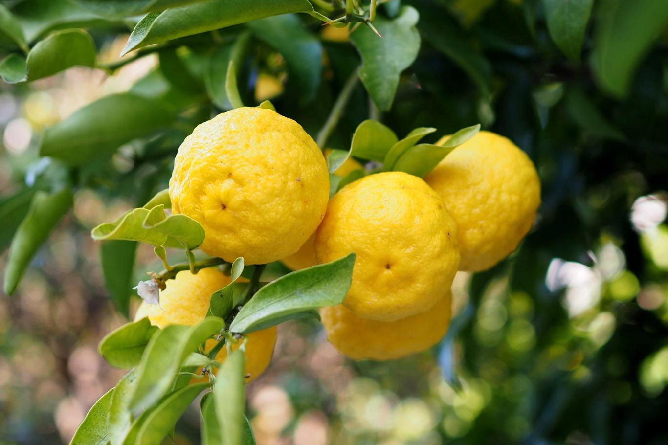 Ani citron, ani limetka. Nejzdravější citrus Češi neznají. Nejí se celý ...