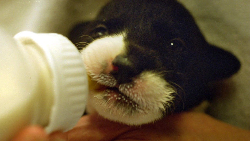 Foster dad joins bath to ease rescued lab puppies’ fears
