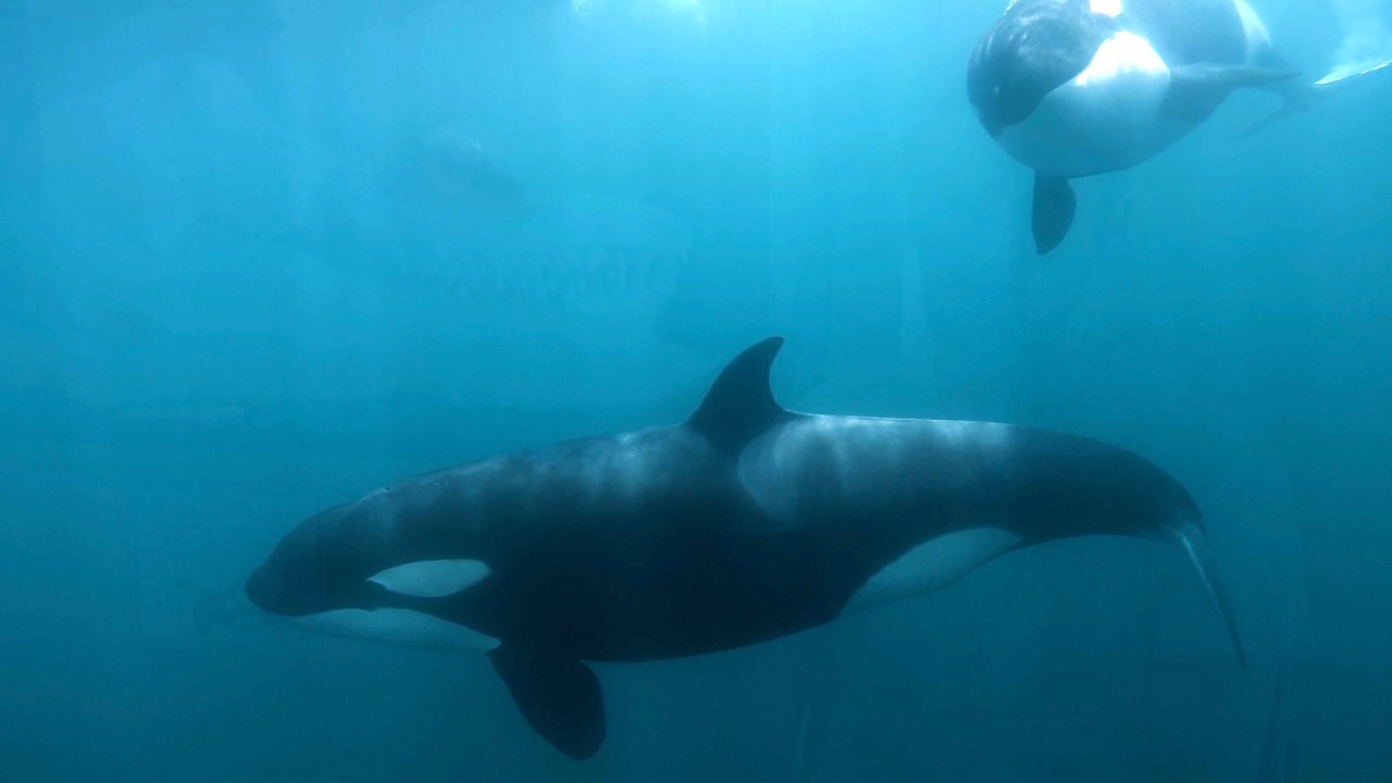 Experts explain why orcas are attacking ships in the Strait of Gibraltar