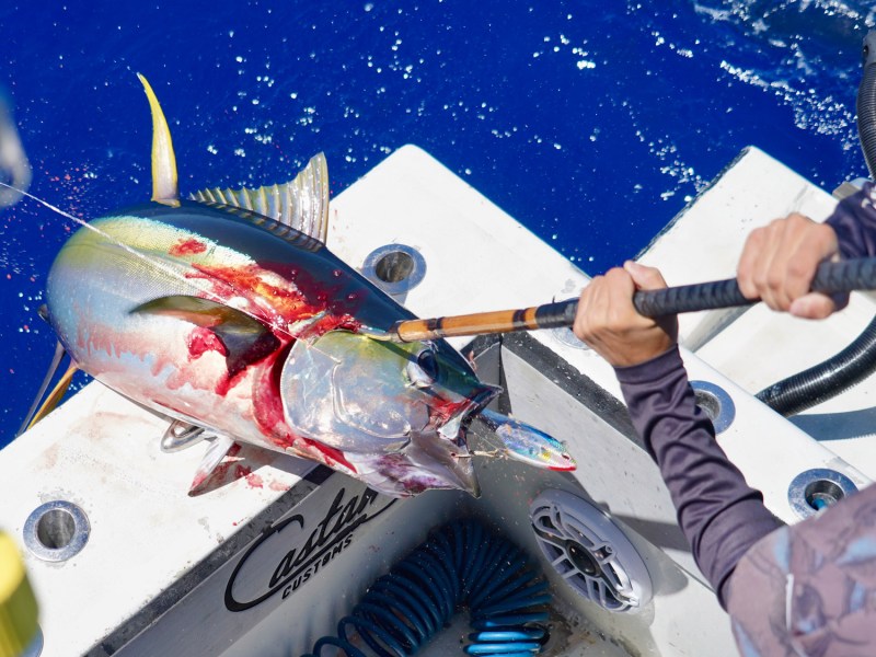 Florida yellowfin fishing out of Cape Canaveral