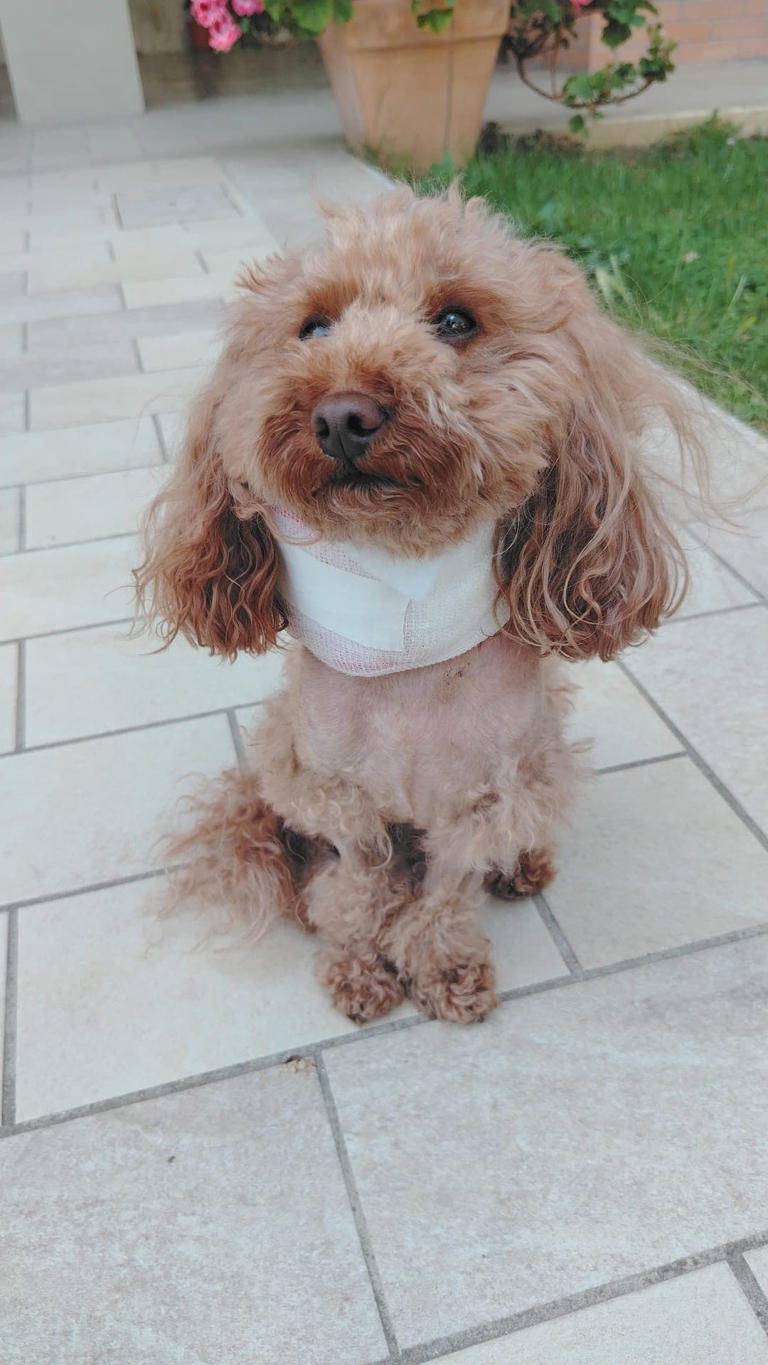 Il barboncino Buddy è il primo cane di piccola taglia con pacemaker ...