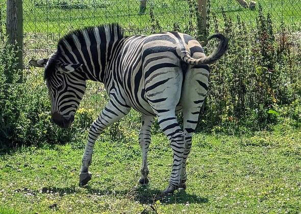 Beloved zoo closes forever after 17 years and animals be re-homed