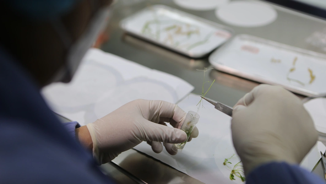 China sends human artificial embryos into space for study