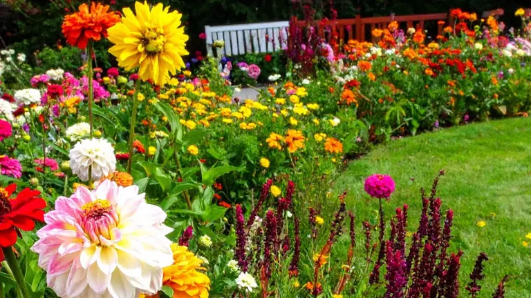 Deze langbloeiers laten je tuin de hele zomer stralen