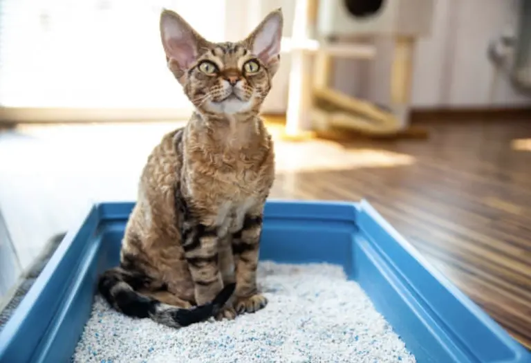 Inside the science of litter-based health tracking for cats