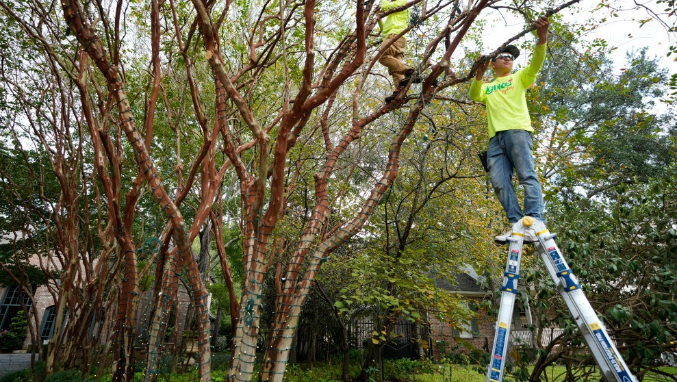 Crape myrtle secrets for year-round beauty