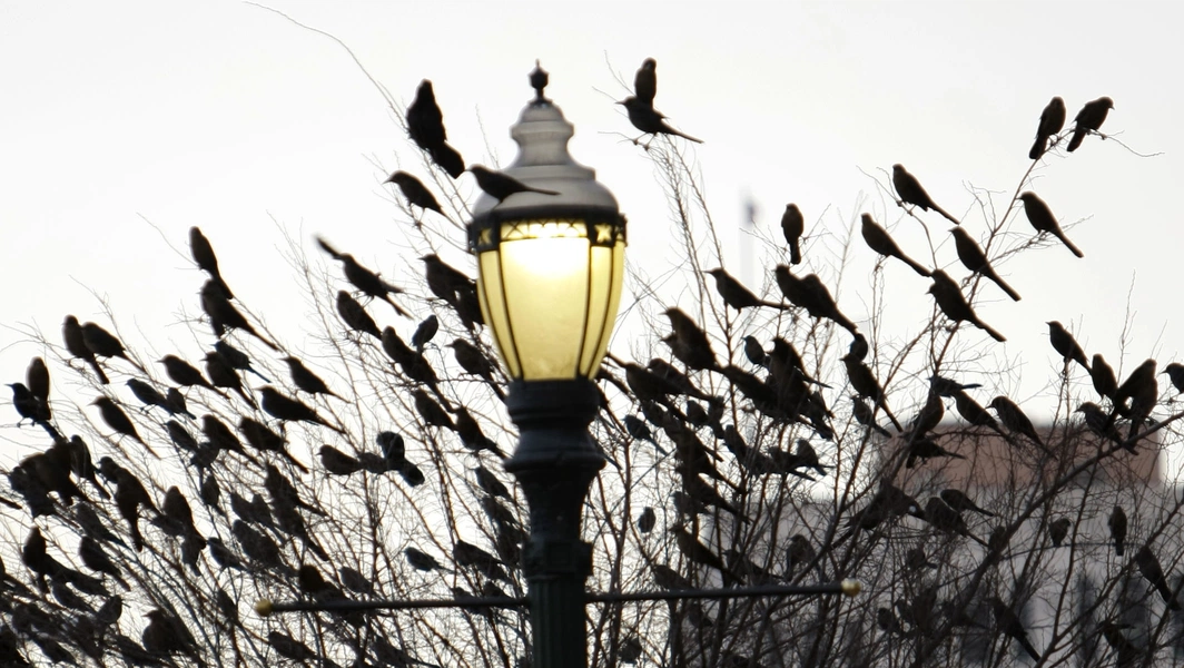Reading the hidden signals in bird behavior