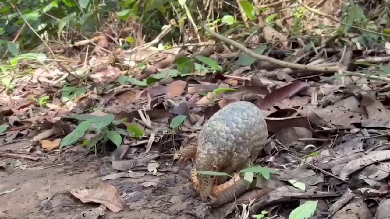 Villager rescues protected pangolin found under house