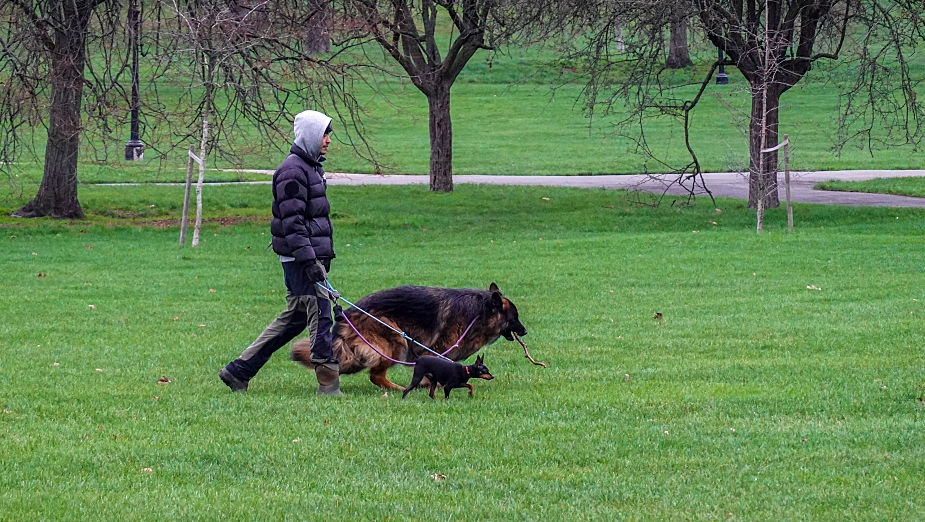 Find the perfect leash for happy dog walks