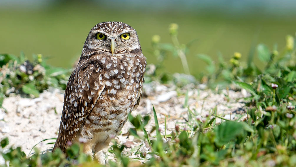 How to make your yard an owl haven