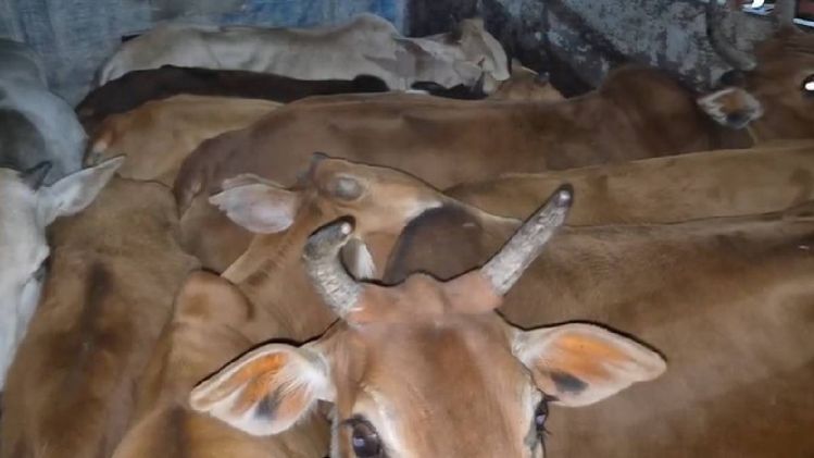 Two vehicles transporting cattle to Meghalaya seized in Assam's ...
