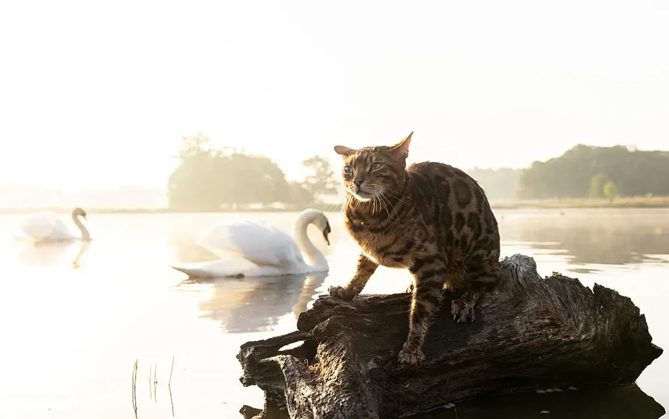 Why your cat moves like a ninja