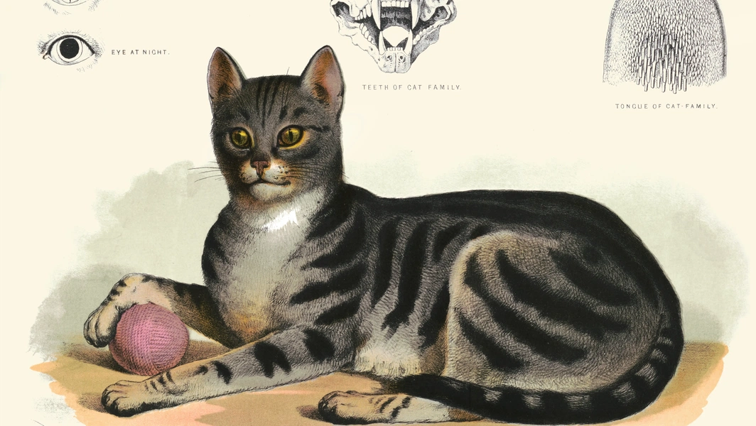 Why your cat moves like a ninja