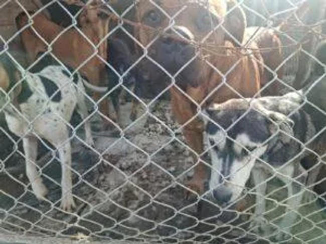 SPCA saves 24 dogs from neglect in Dunoon and aids a child in distress