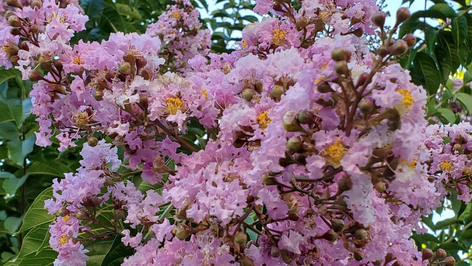 Crape myrtle secrets for year-round beauty