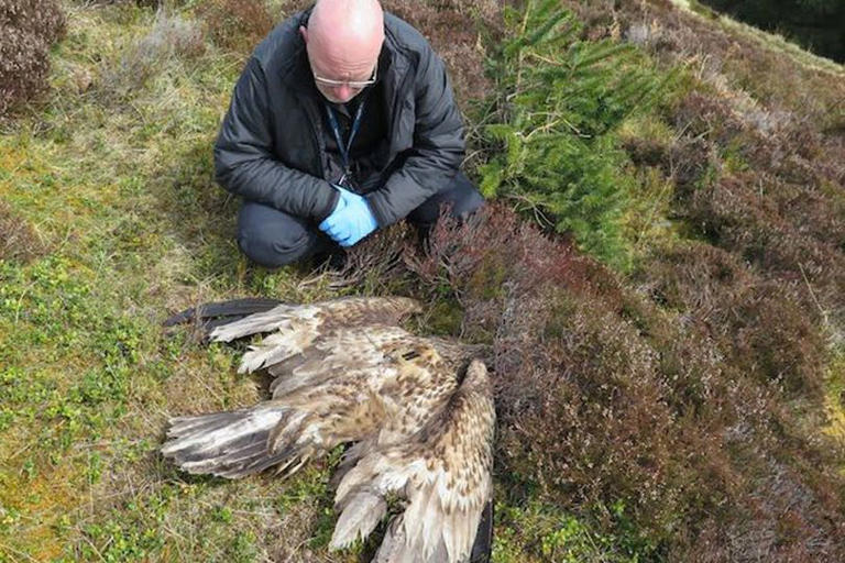 Graphic images show sick crimes of thugs who slaughter birds of prey as ...
