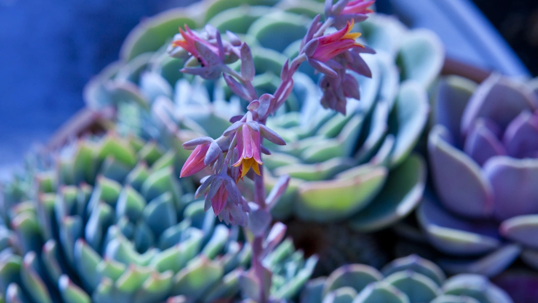 Succulent care tips every plant lover needs
