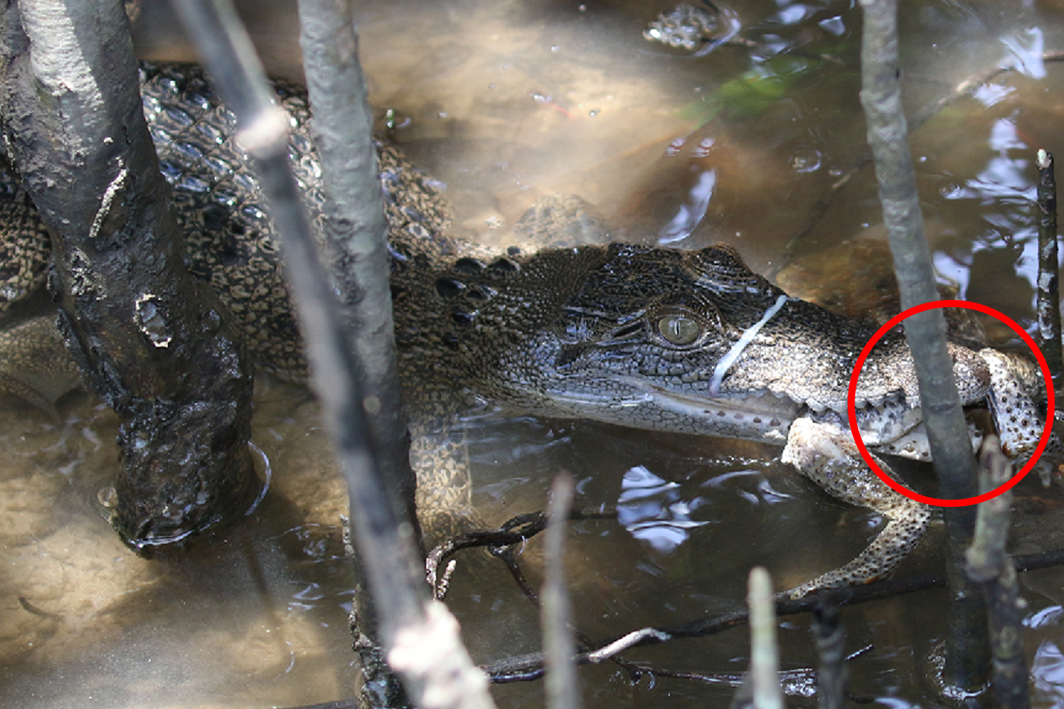 Photos taken on Aussie tour boat reveal new crocodile killing behaviour