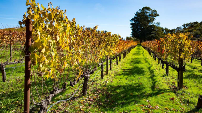 Wine country warned about harmful grapevine pest found on Costco plants