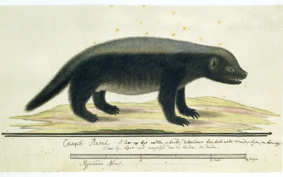 Meet the fierce and fascinating mustelid family