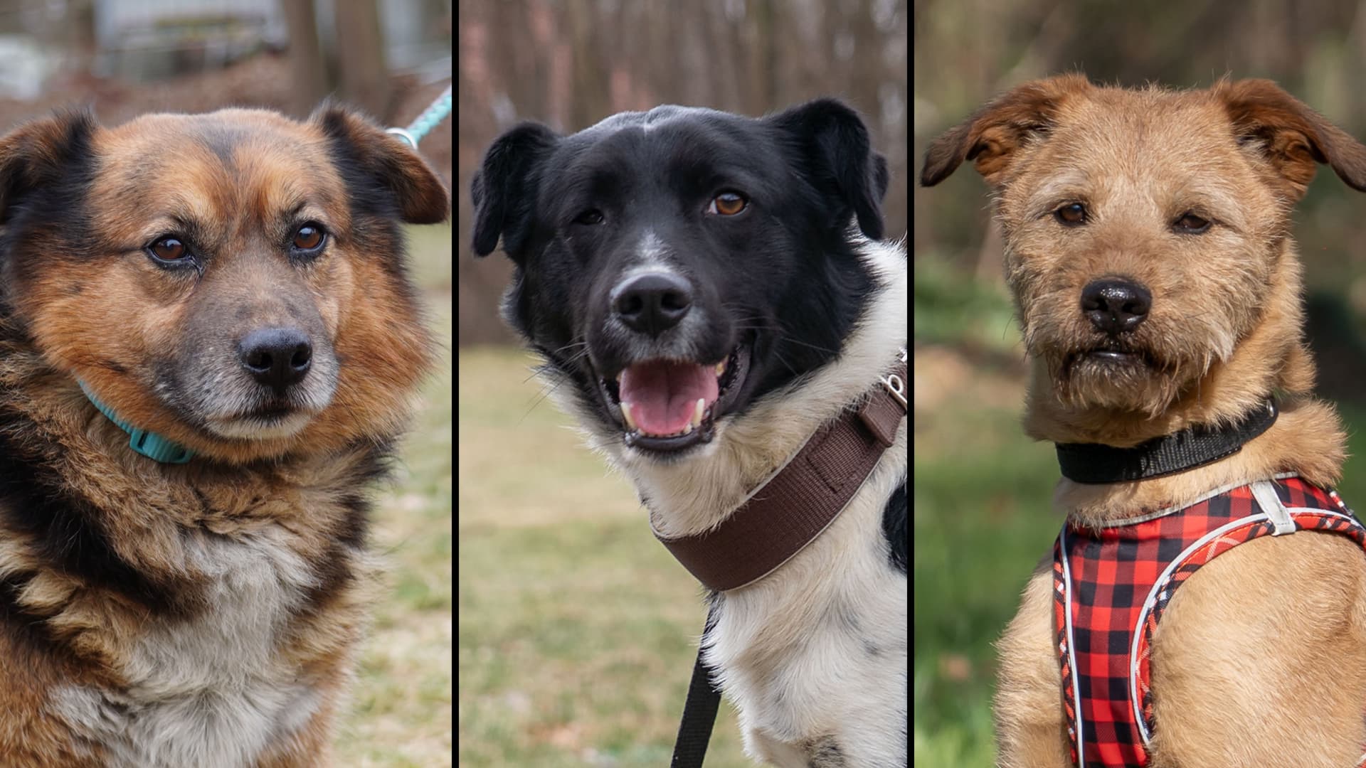 Pumba, Taco und Burrito bleiben einsam: Will wirklich niemand diese Hunde?