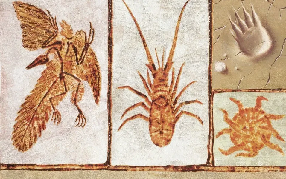 Brazilian 'earliest animal' fossils reclassified as microbes