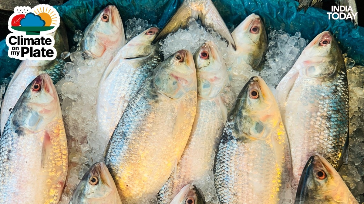No pomfret, no hilsa: Why India's favourite fish are vanishing from plates