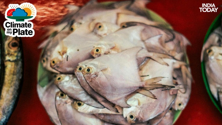 No pomfret, no hilsa: Why India's favourite fish are vanishing from plates