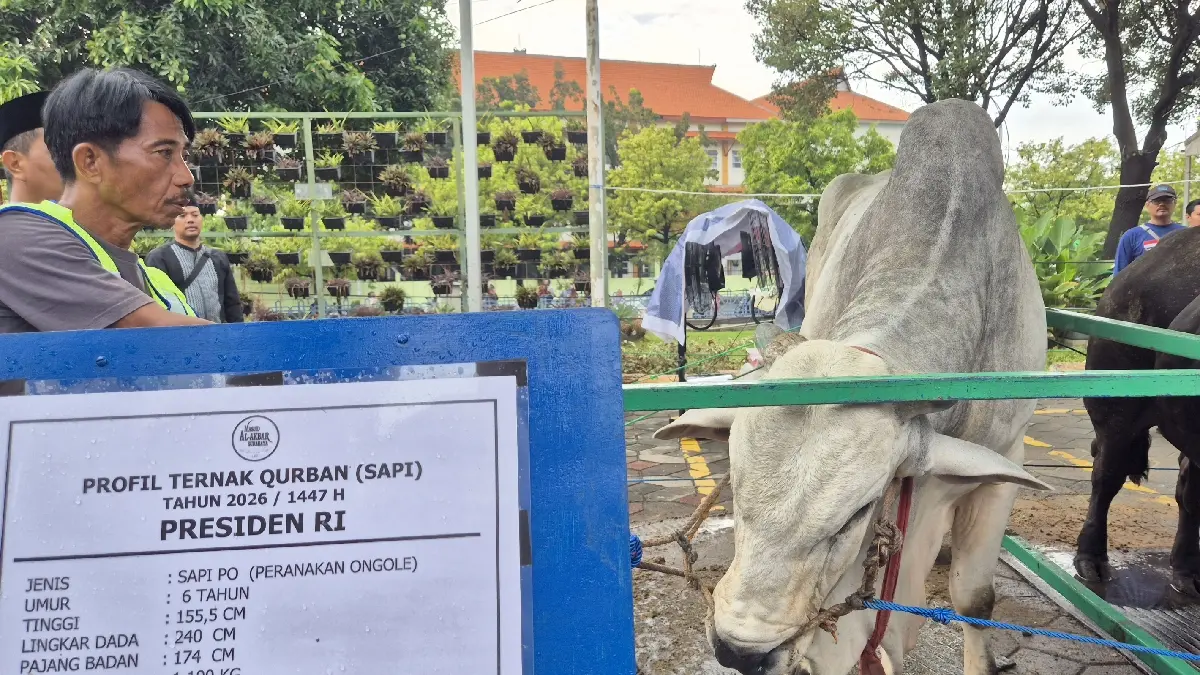 Prabowo Kurban 1.098 Sapi Pakai dana APBN, Warga Minta Fatwa ke MUI ...