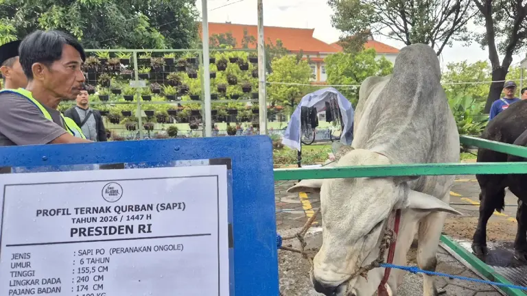 Prabowo kurban 1.098 sapi pakai APBN Rp 100 M, Ustadz Putra Pradipta ...