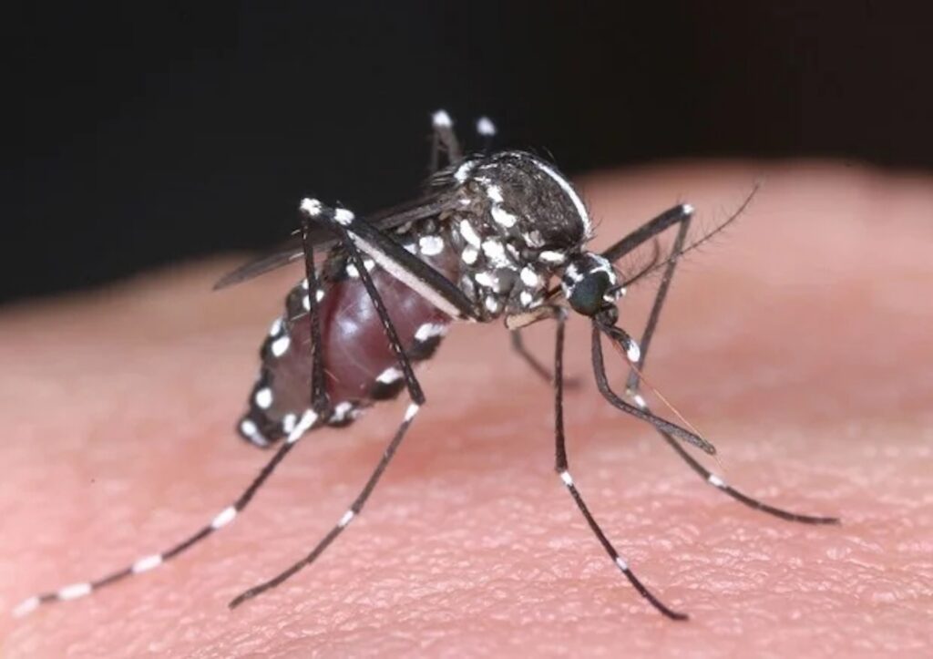 Rise in dengue cases in CV seen this summer — DOH-7