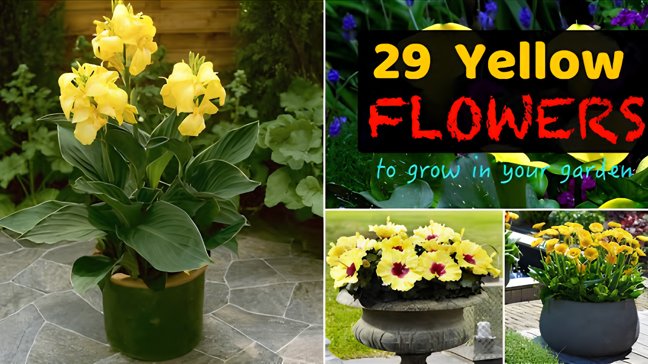 Stunning yellow flower plants for vibrant garden designs