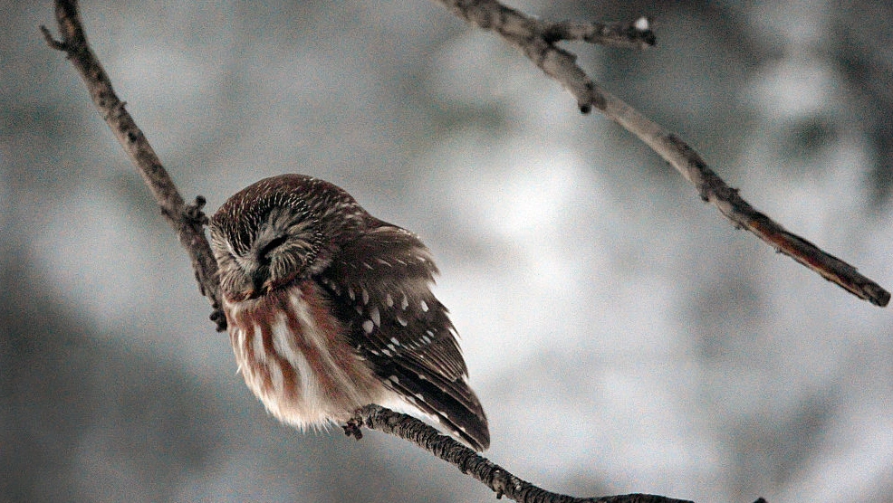 Turn your backyard into an owl haven