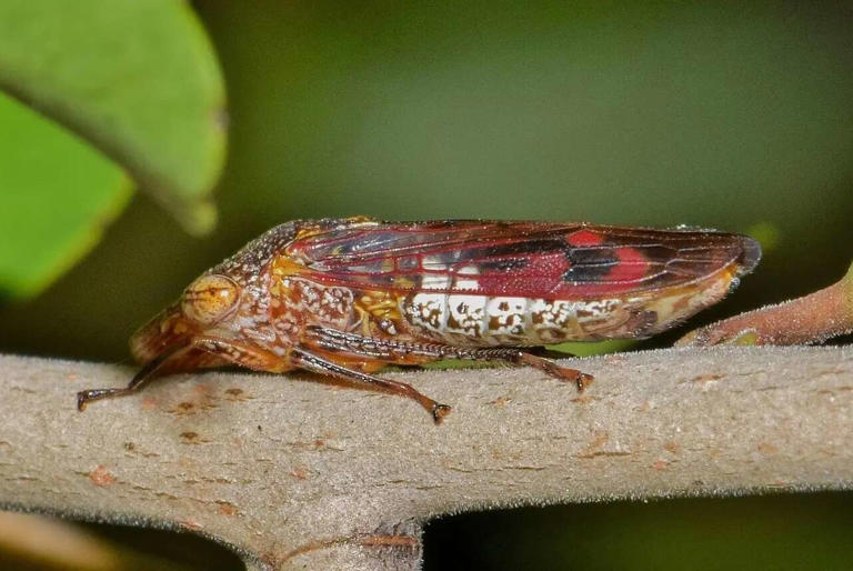 Worry grows over vine-killing bugs found on grapevines at Wine Country ...