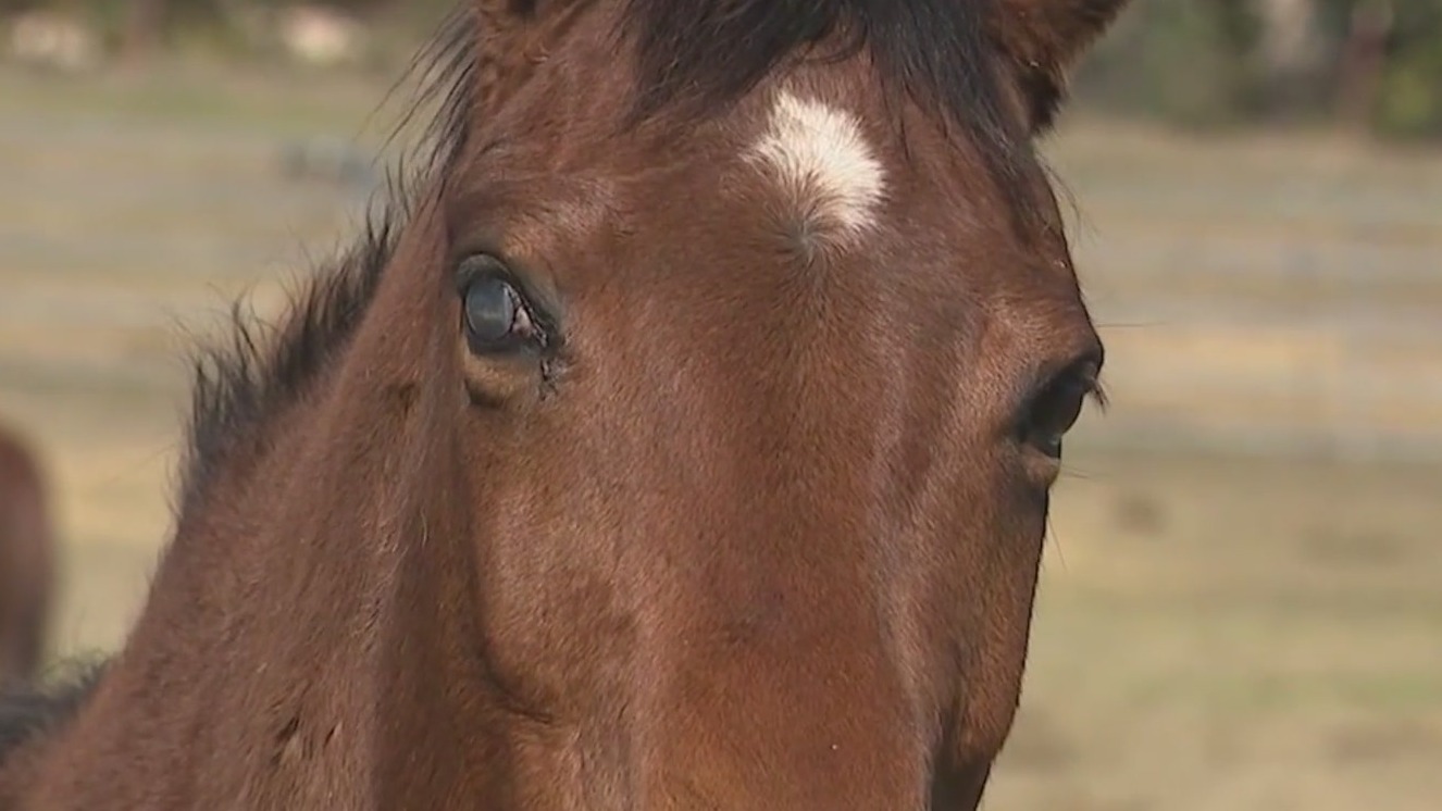 Competency evaluation could delay San Joaquin County animal abuse case