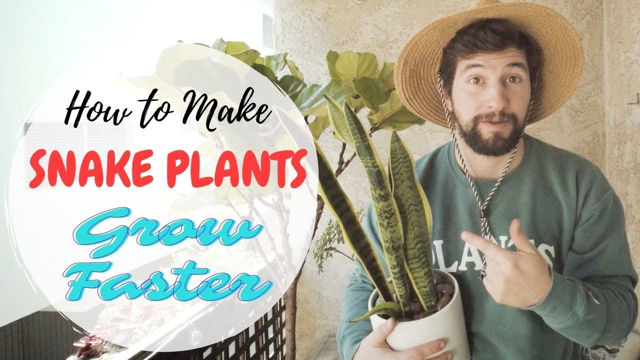 Best methods for faster snake plant growth indoors