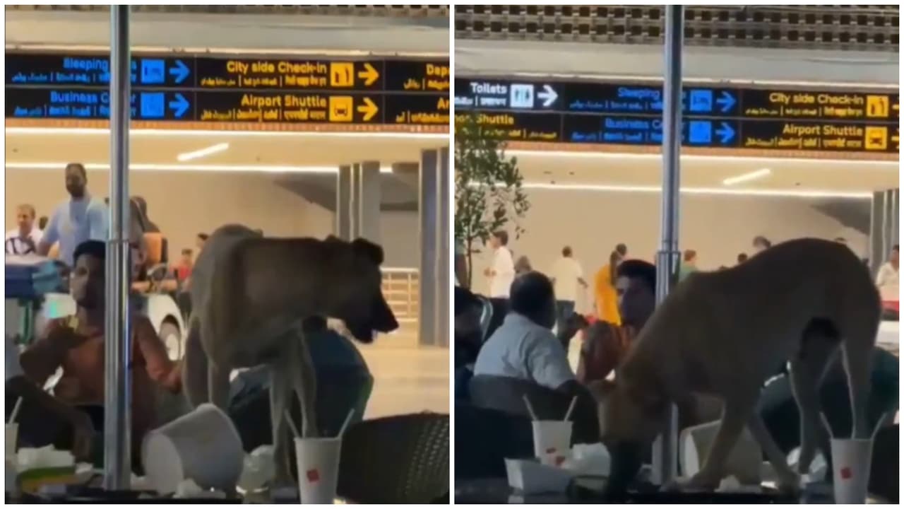 Stray dog seen eating food leftovers in Hyderabad airport lounge ...