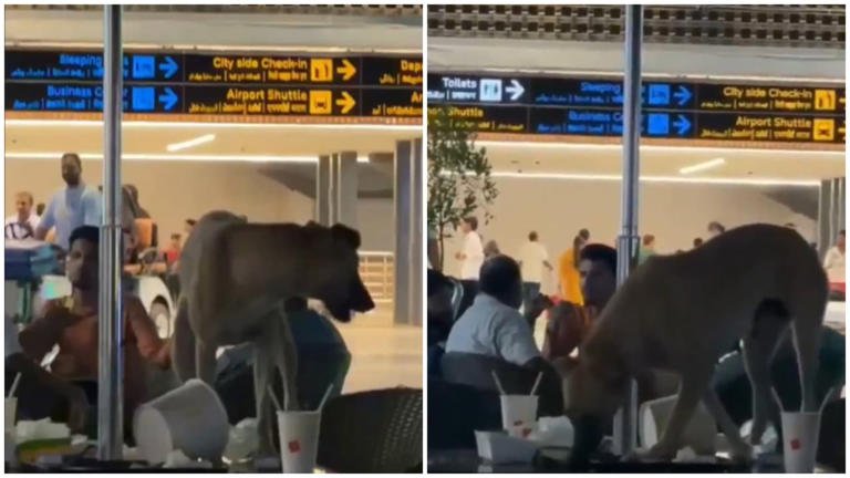 Stray dog seen eating food leftovers in Hyderabad airport lounge ...