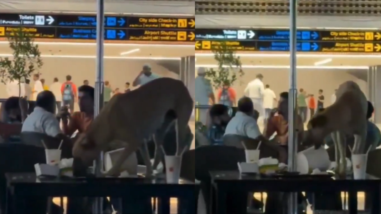 Video: Stray dog enters Hyderabad airport lounge; eats leftover food