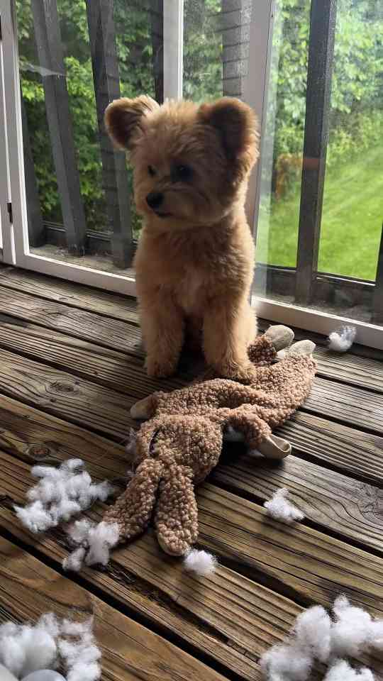 Tiny Pomapoo goes from sleeping sweetly to toy-destroying mischief