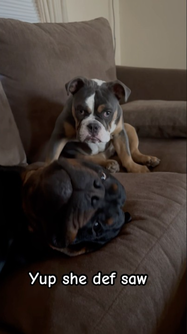 Rottweiler & English bulldog cuteness overload