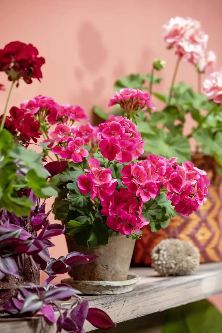 Geranios: las 4 claves esenciales para cuidar de tu flor favorita en verano