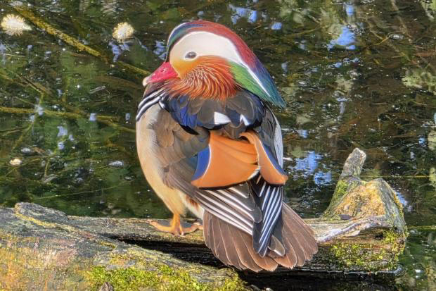 Wirral Globe Camera Club members share stunning snaps of feathers