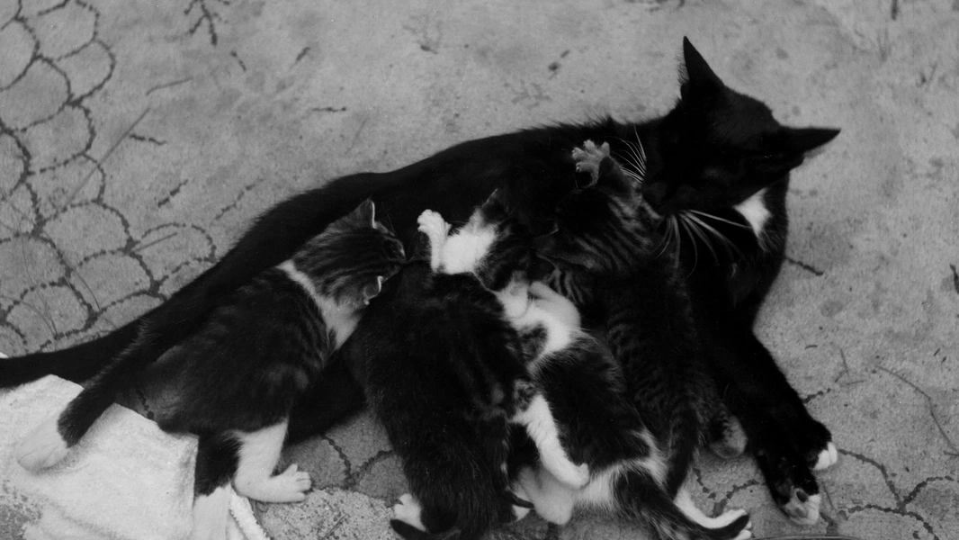 Inside the secret life of cat families