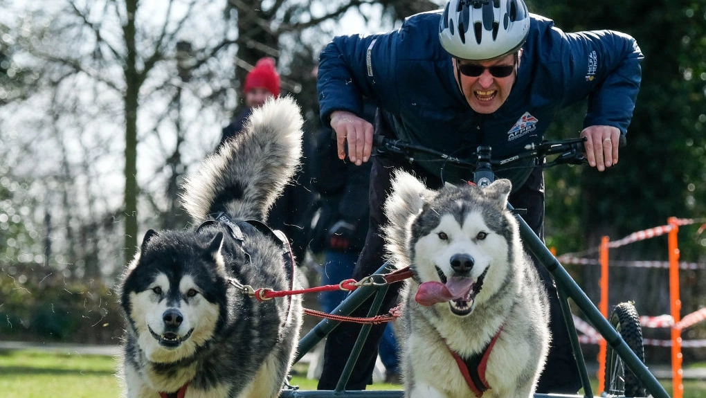 Living happily with your Alaskan Malamute