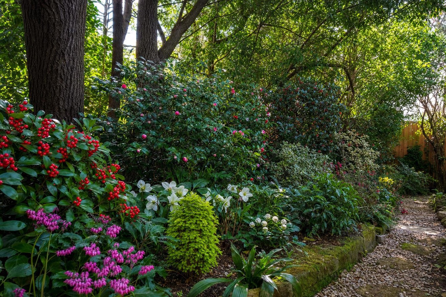 Aucuba, Mahonia, Skimmia : 10 arbustes pour un massif luxuriant en ...