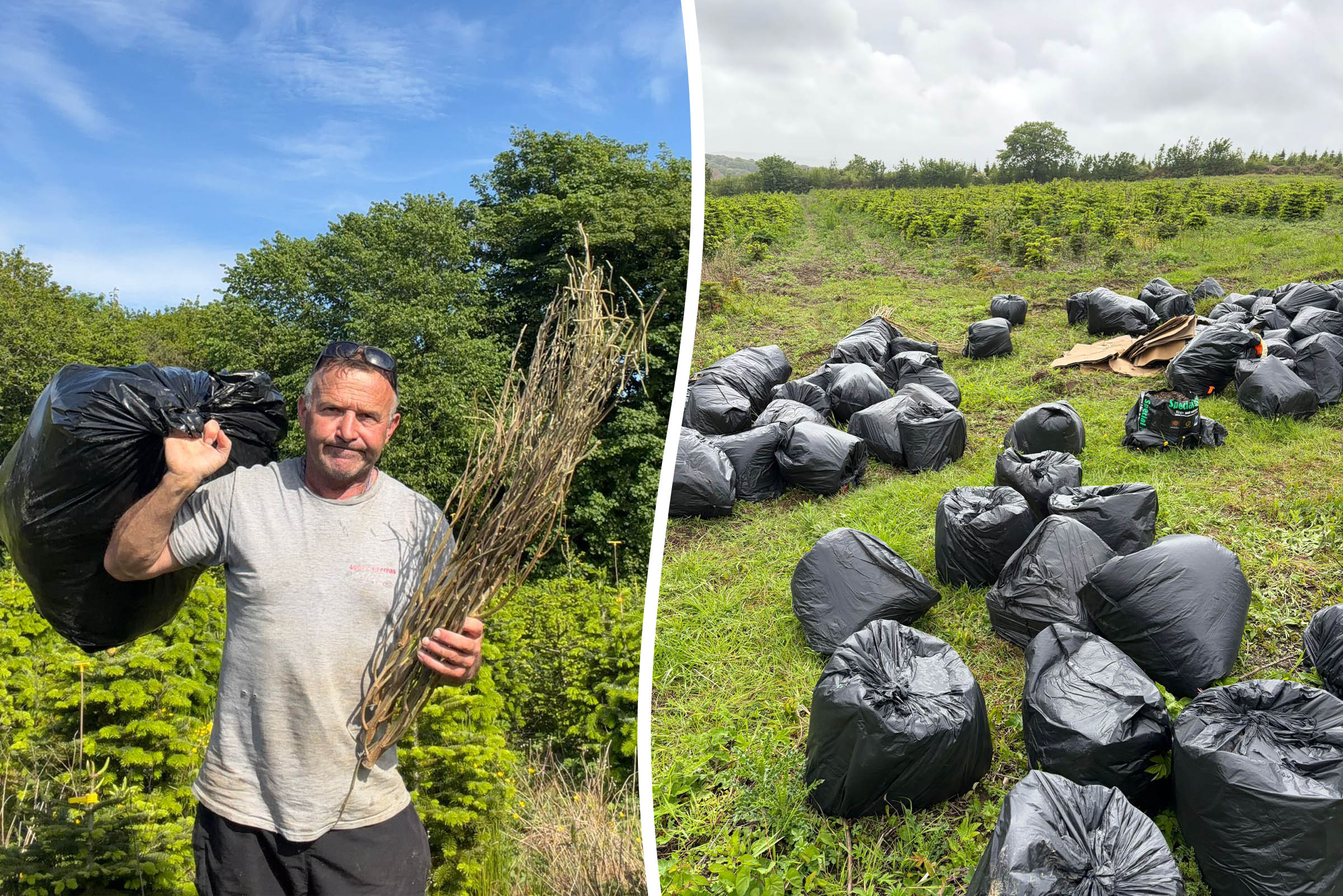 Farmer finds 80 bin bags stuffed with cannabis plants on land